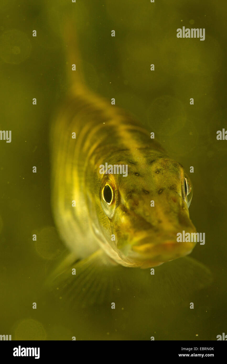 pike, northern pike (Esox lucius), portrait, Germany Stock Photo - Alamy