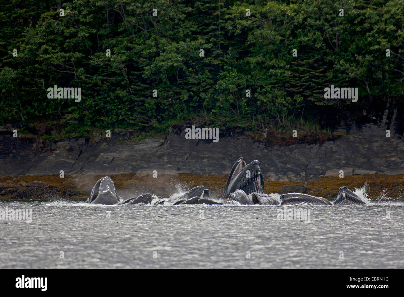 Humpback whale bubble net feeding hi-res stock photography and images ...