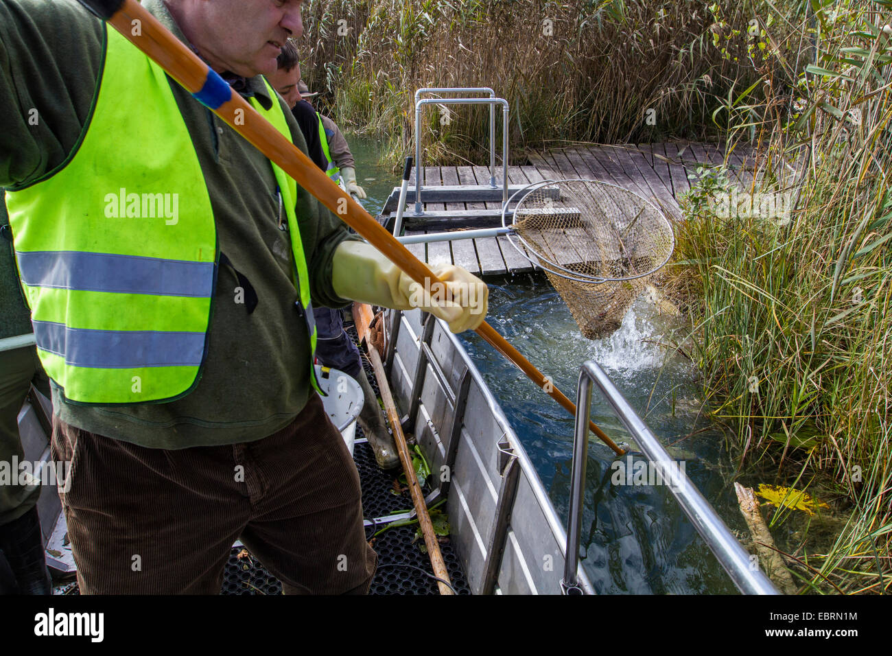 electrofishing at a lake shore for population control, Germany Stock ...
