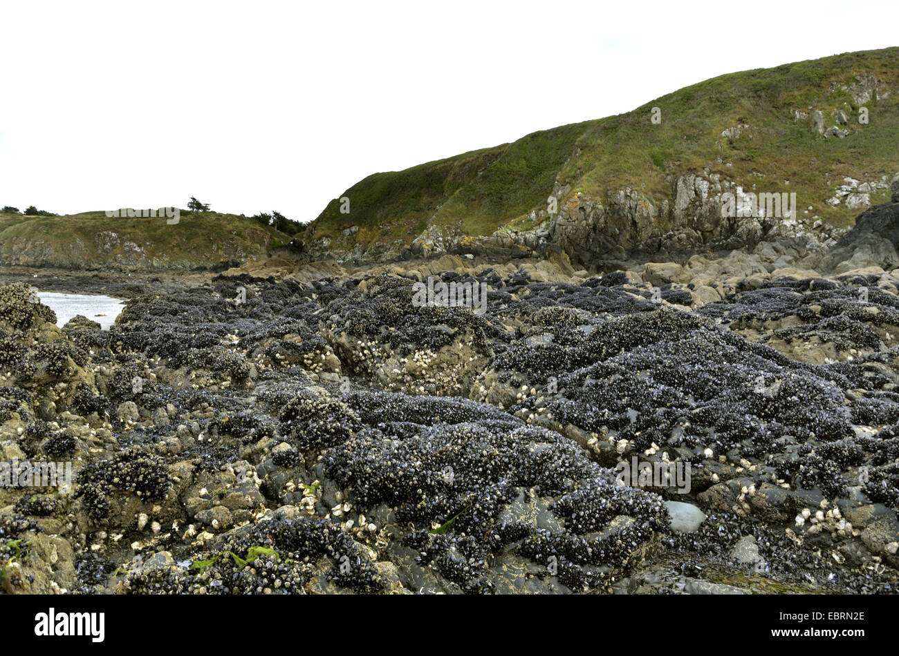 blue mussel, bay mussel, common mussel, common blue mussel (Mytilus ...