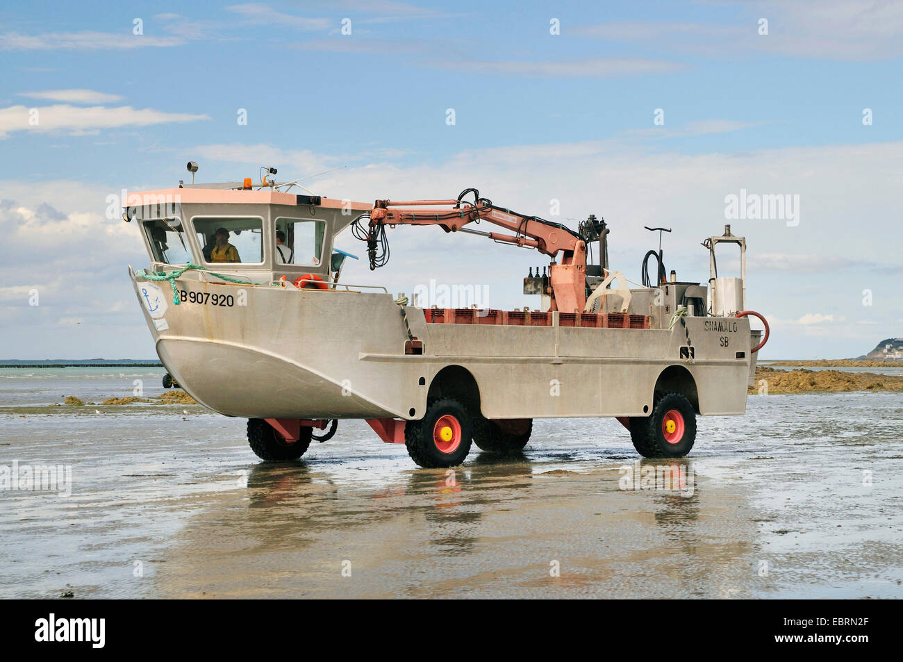 blue mussel, bay mussel, common mussel, common blue mussel (Mytilus ...