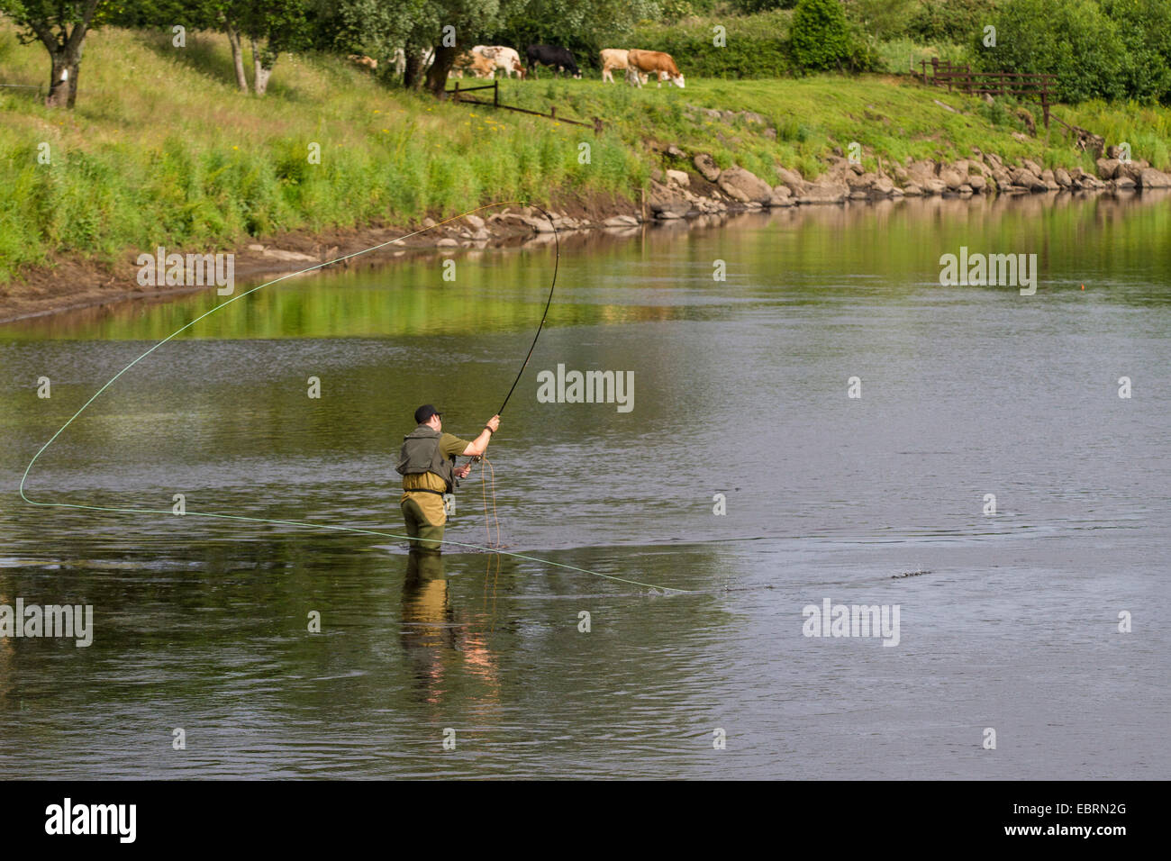 Atlantic salmon, ouananiche, lake Atlantic salmon, landlocked salmon ...