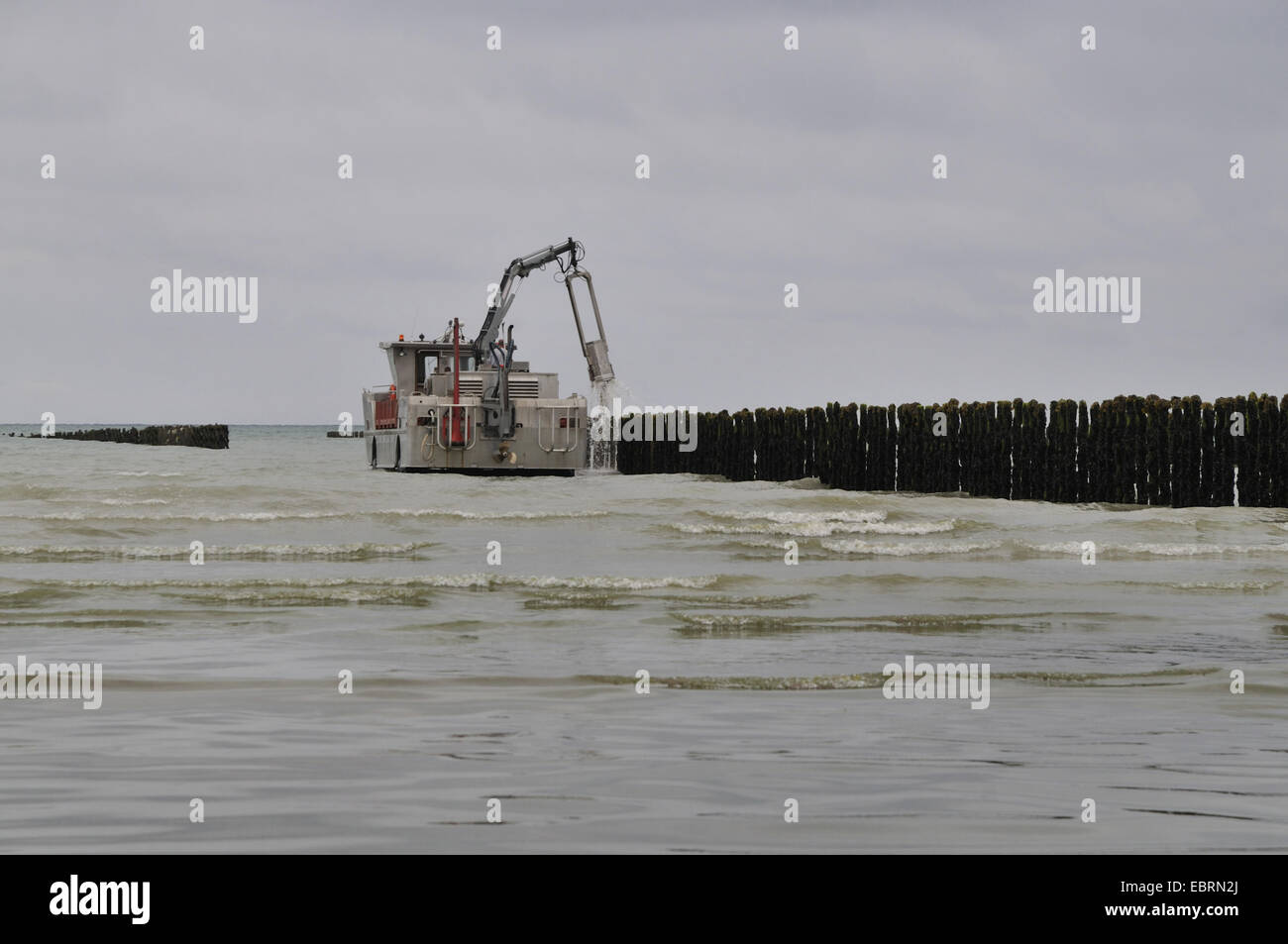blue mussel, bay mussel, common mussel, common blue mussel (Mytilus ...