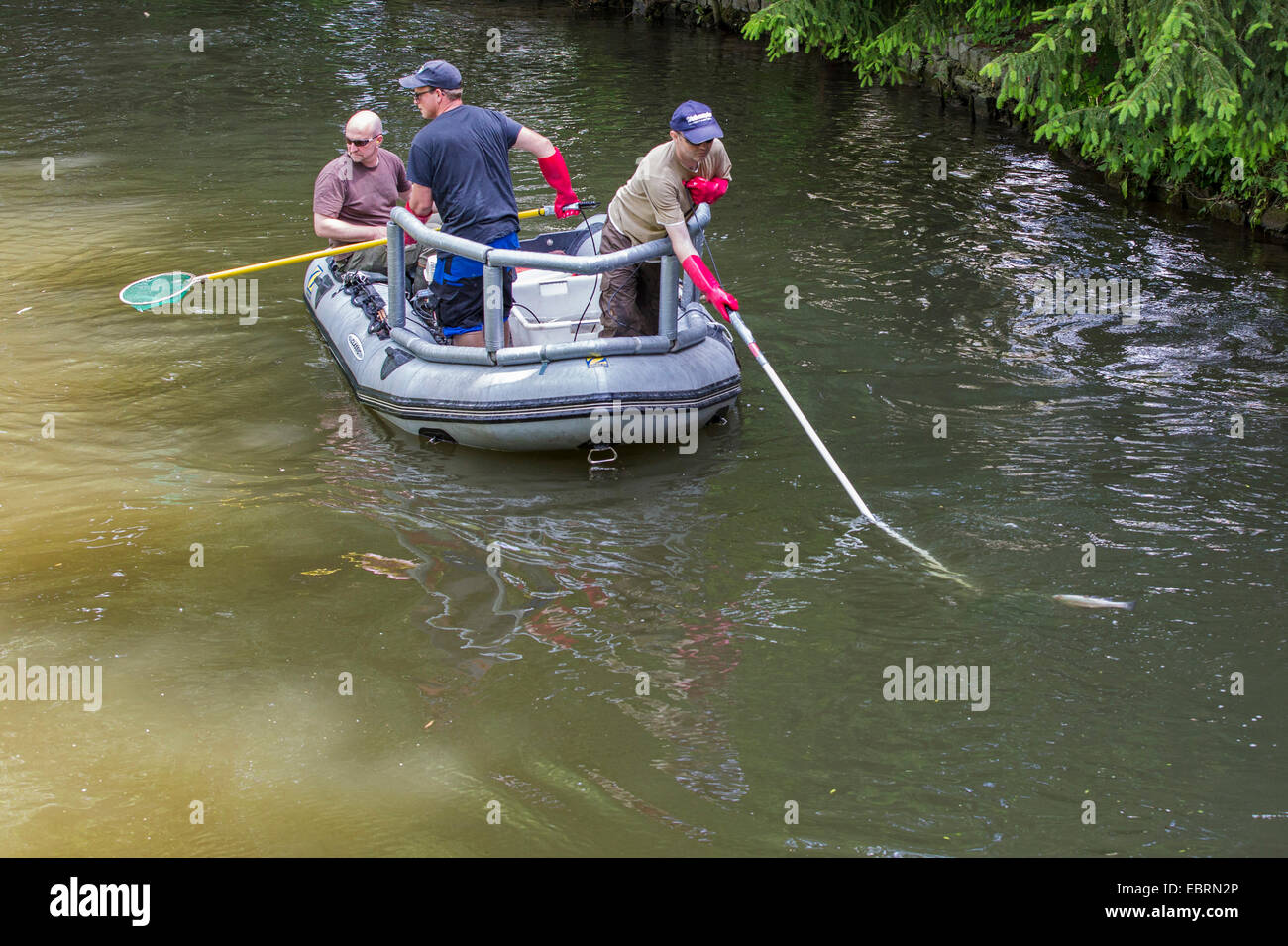 electrofishing, stock control for EU Water Framework Directive, Germany ...