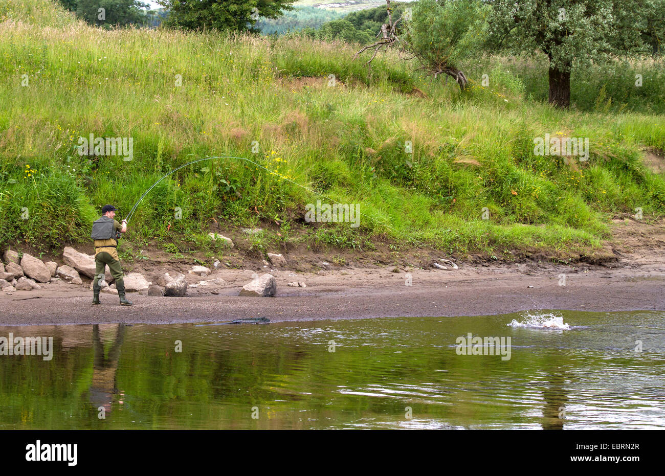 Atlantic salmon, ouananiche, lake Atlantic salmon, landlocked salmon ...