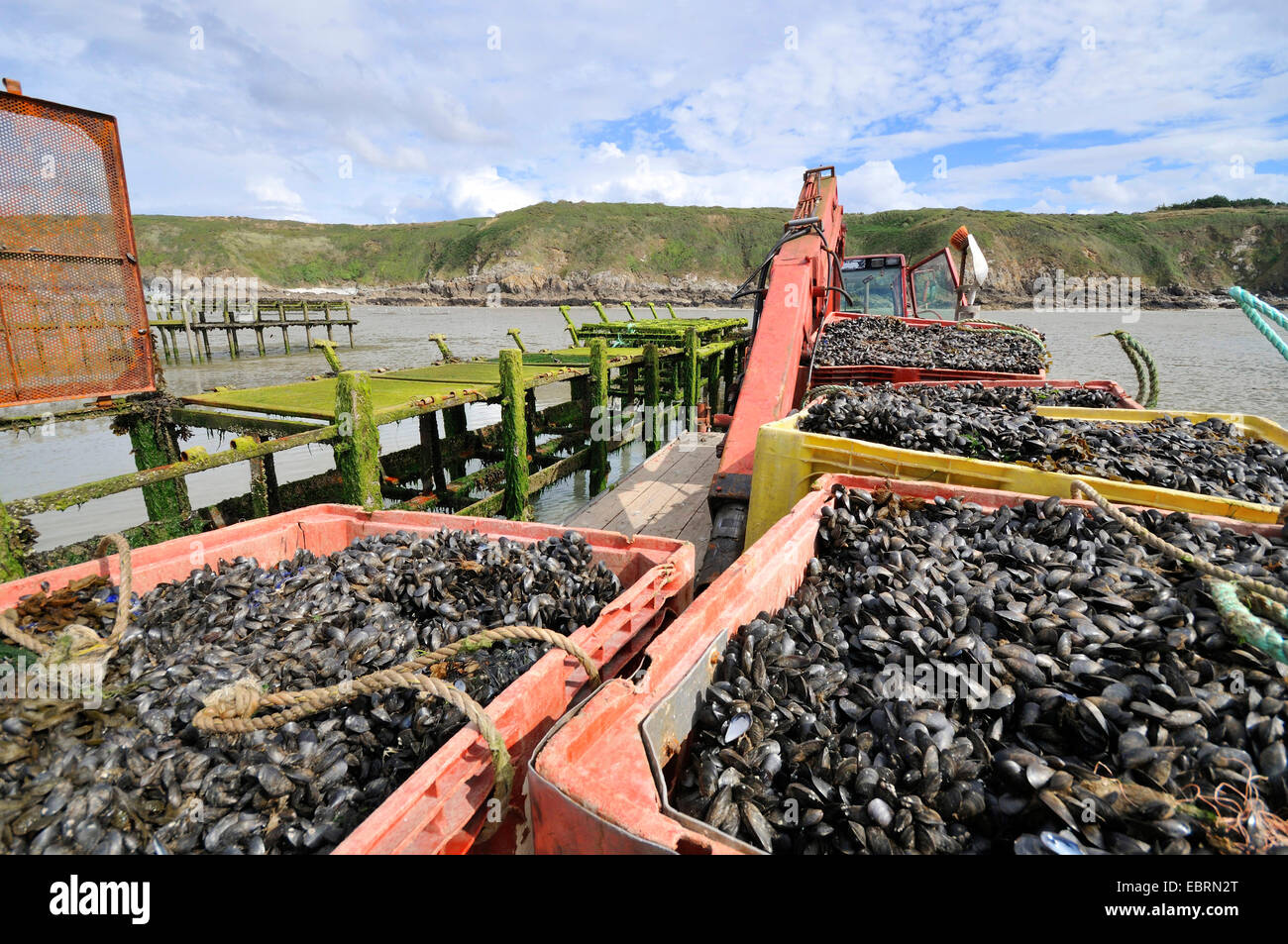 blue mussel, bay mussel, common mussel, common blue mussel (Mytilus ...