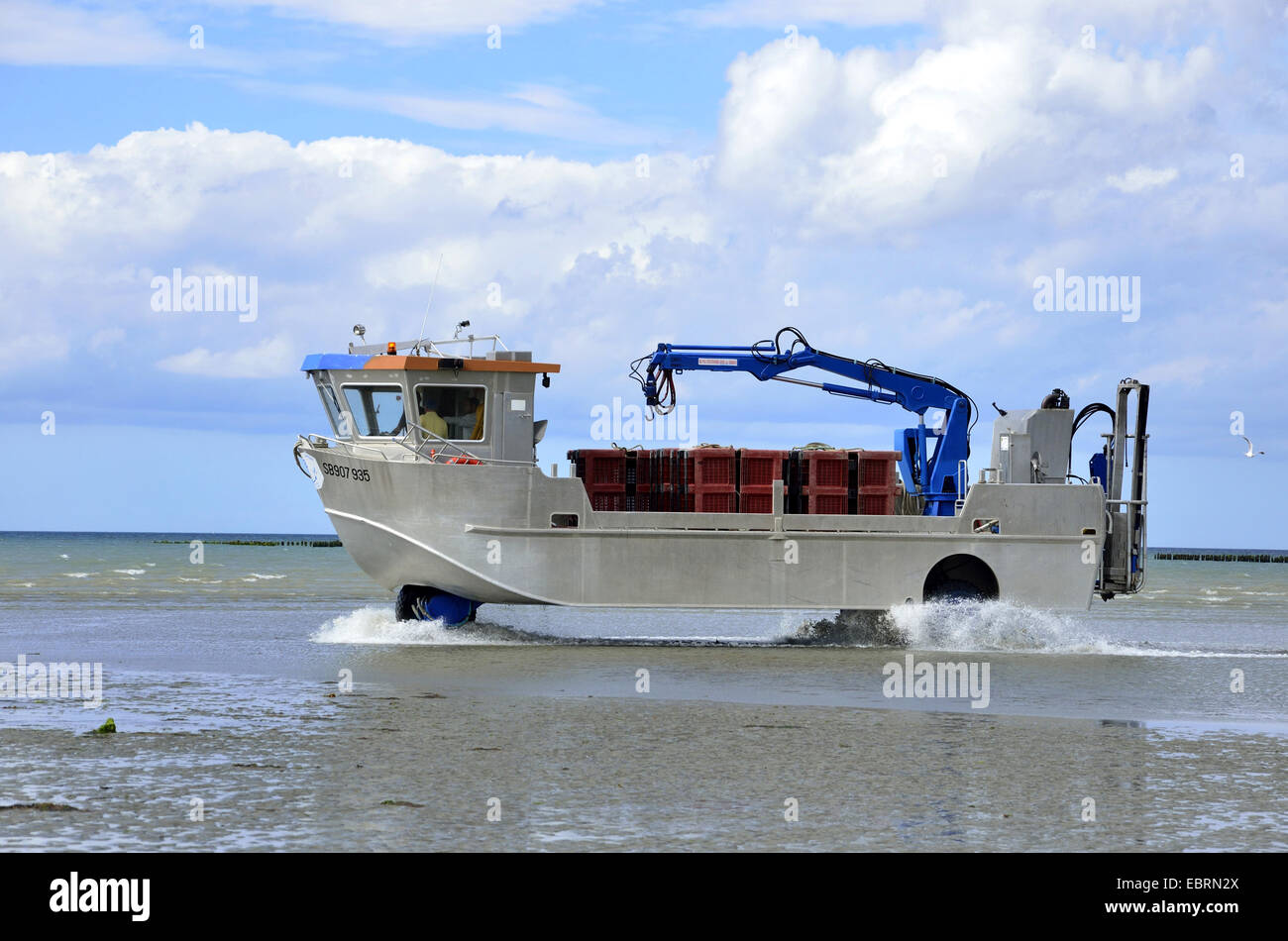 blue mussel, bay mussel, common mussel, common blue mussel (Mytilus ...