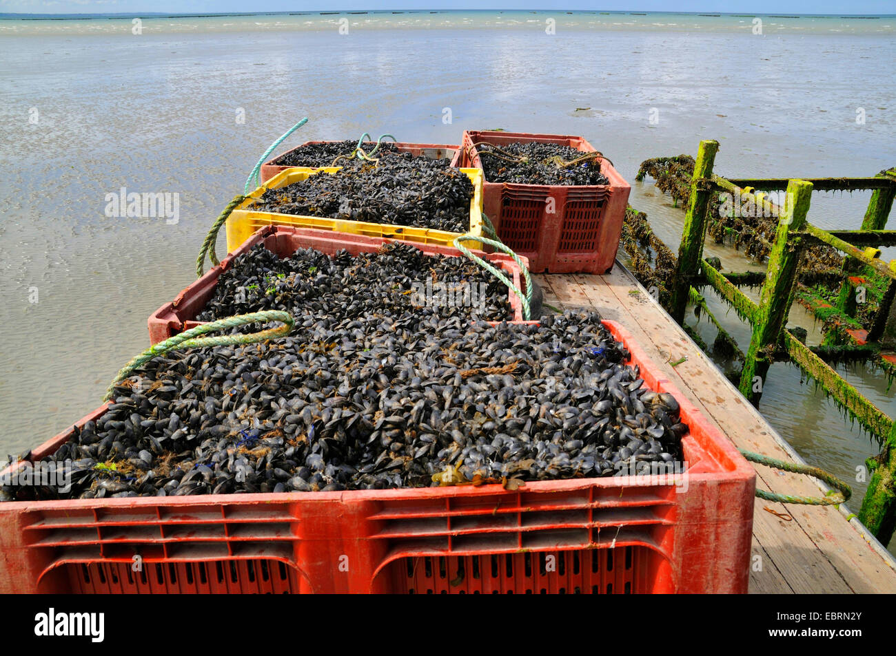 blue mussel, bay mussel, common mussel, common blue mussel (Mytilus ...