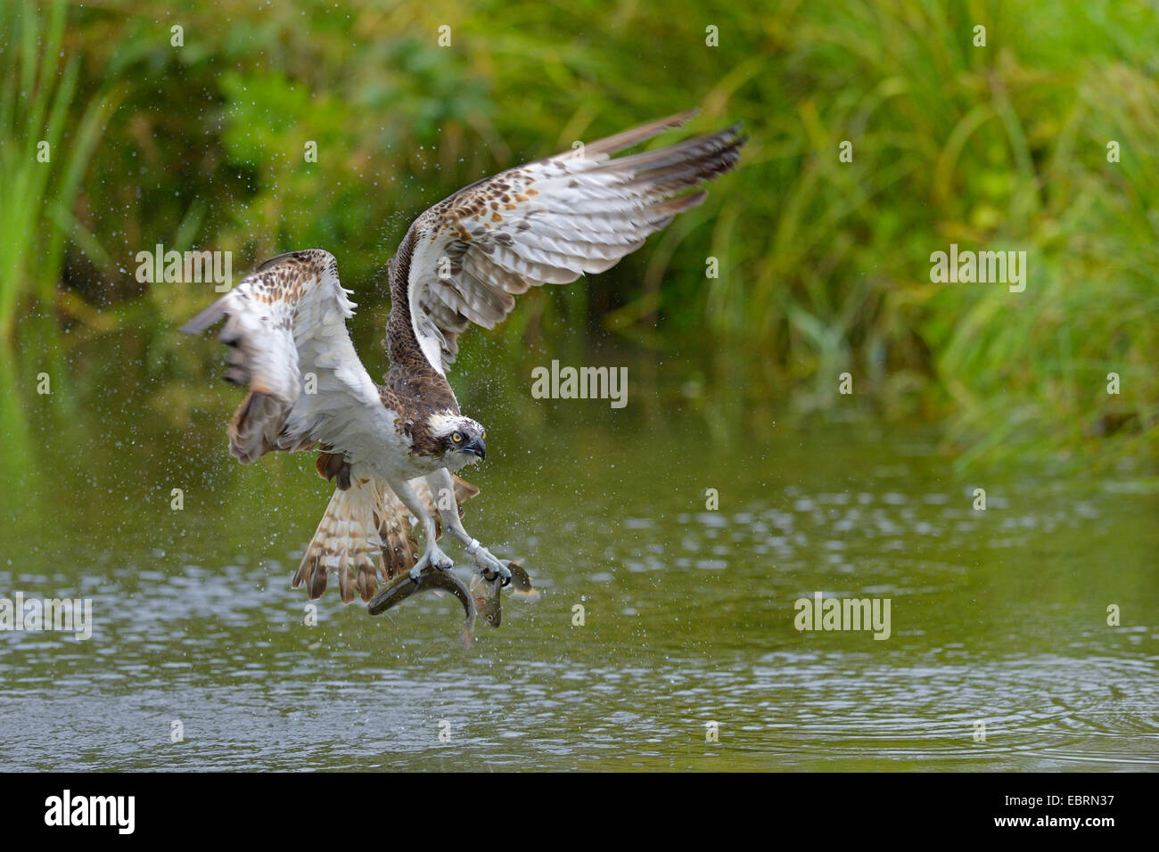 With claws out hi-res stock photography and images - Alamy