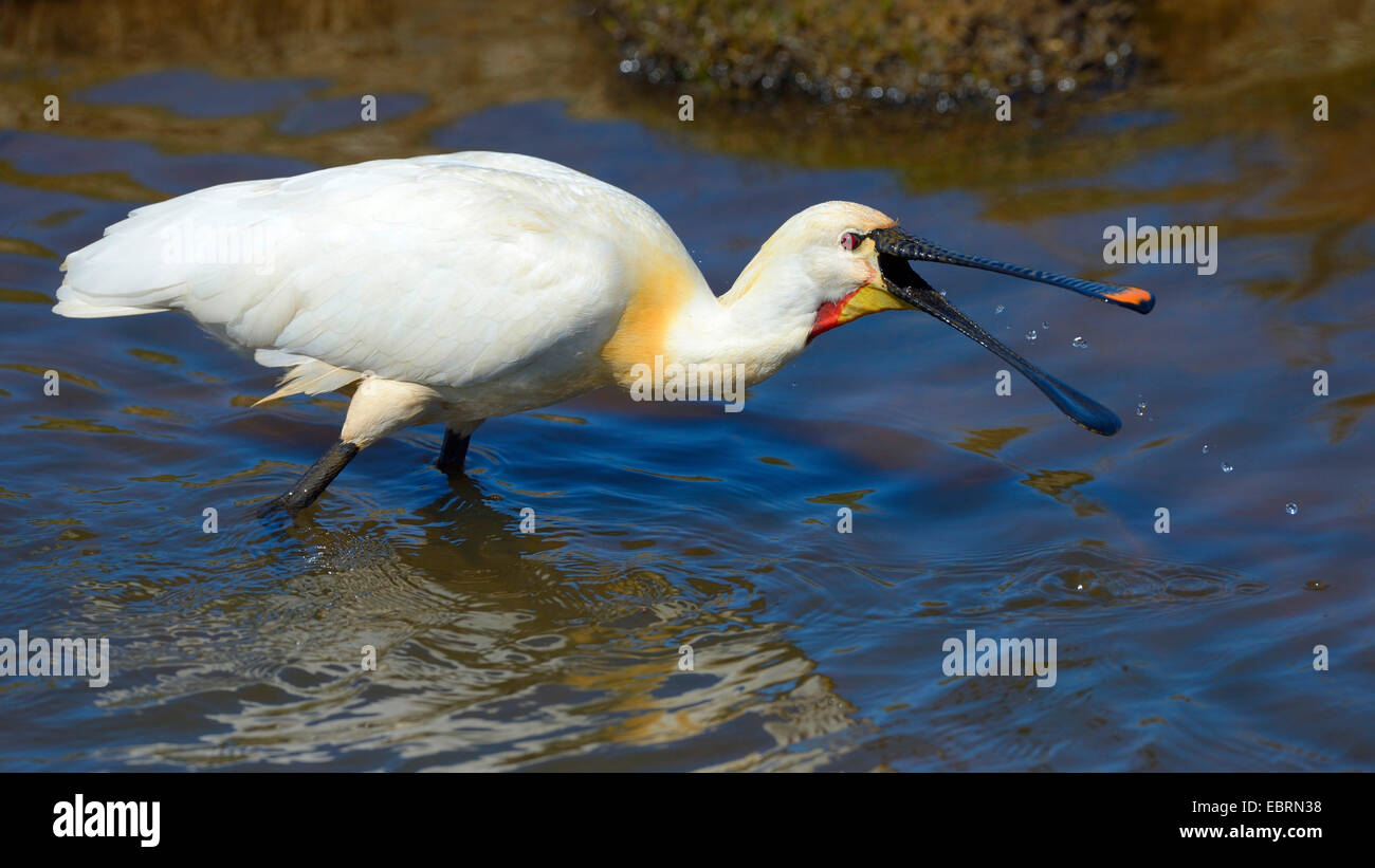 white spoonbill (Platalea leucorodia), fishing spoonbill, Netherlands ...