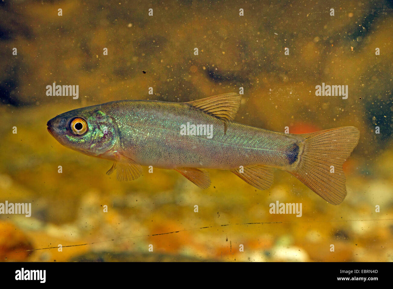 Tench Fish High Resolution Stock Photography and Images - Alamy