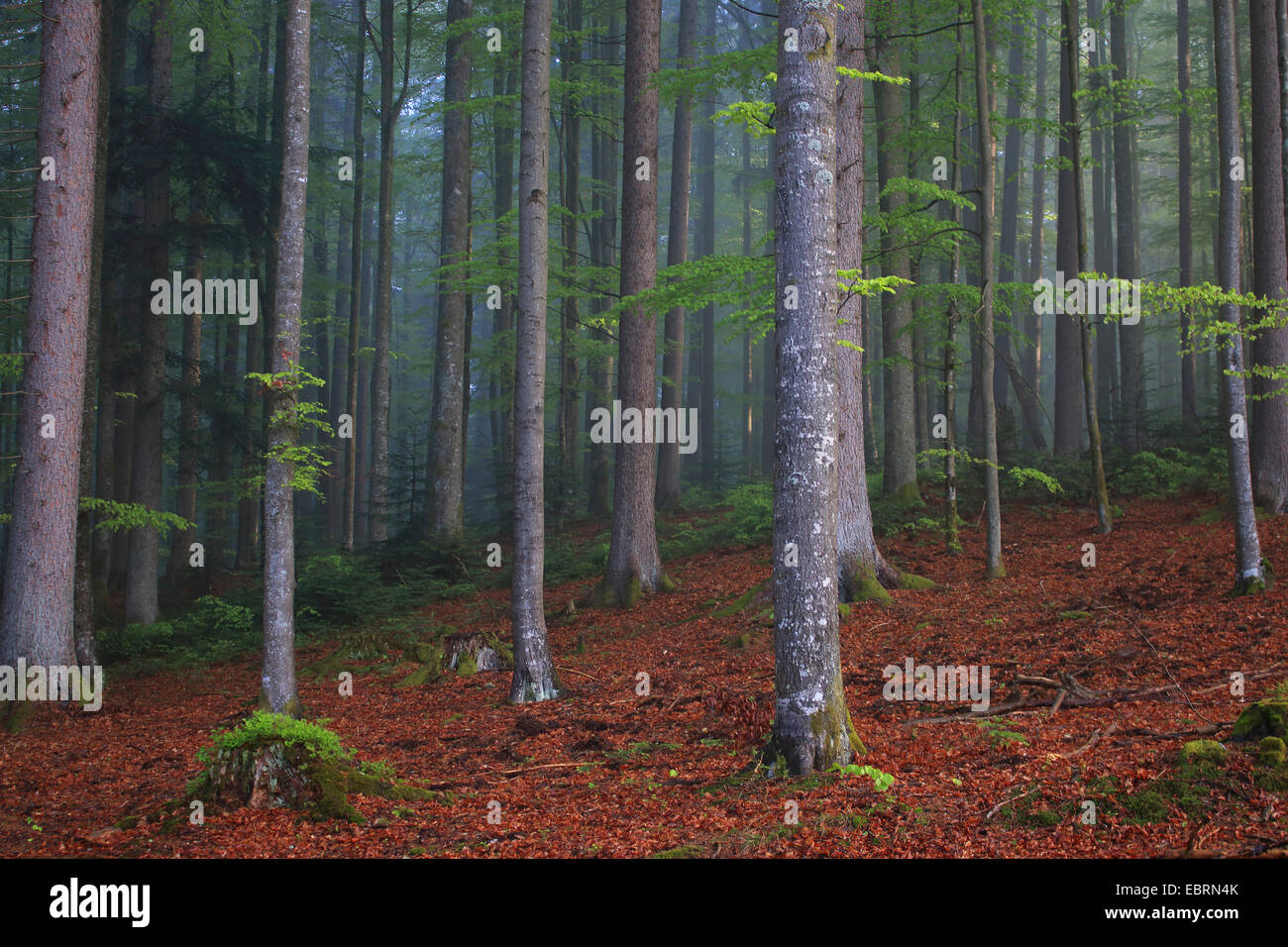 beech forest in spring, Germany, Bavaria, Bavarian Forest National Park ...