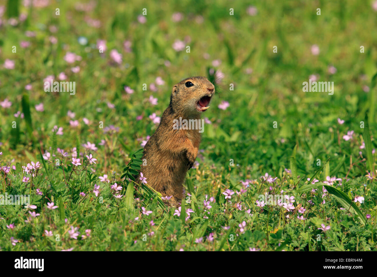 European ground squirrel, European suslik, European souslik (Citellus ...