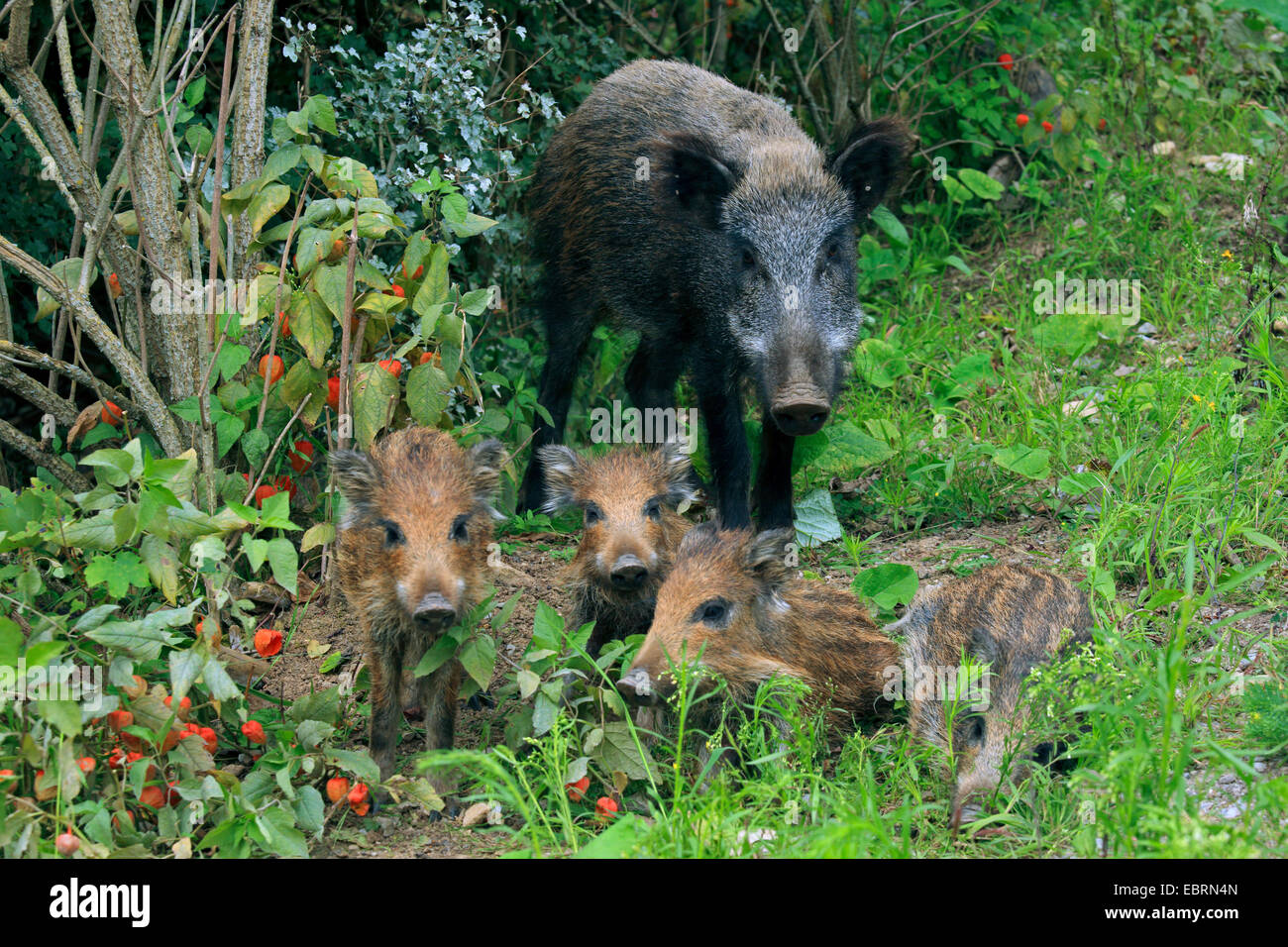 wild boar, pig, wild boar (Sus scrofa), wild sow with shotes in the ...