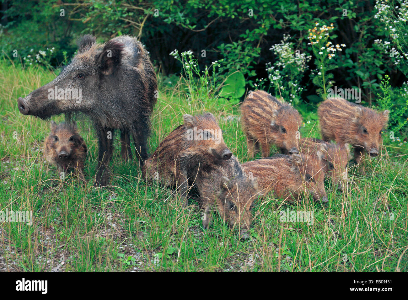 wild boar, pig, wild boar (Sus scrofa), females with runts , Germany ...