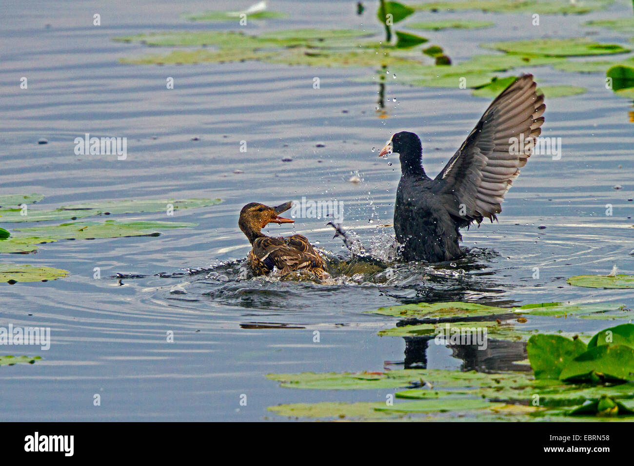 Black mallard duck hi-res stock photography and images - Alamy