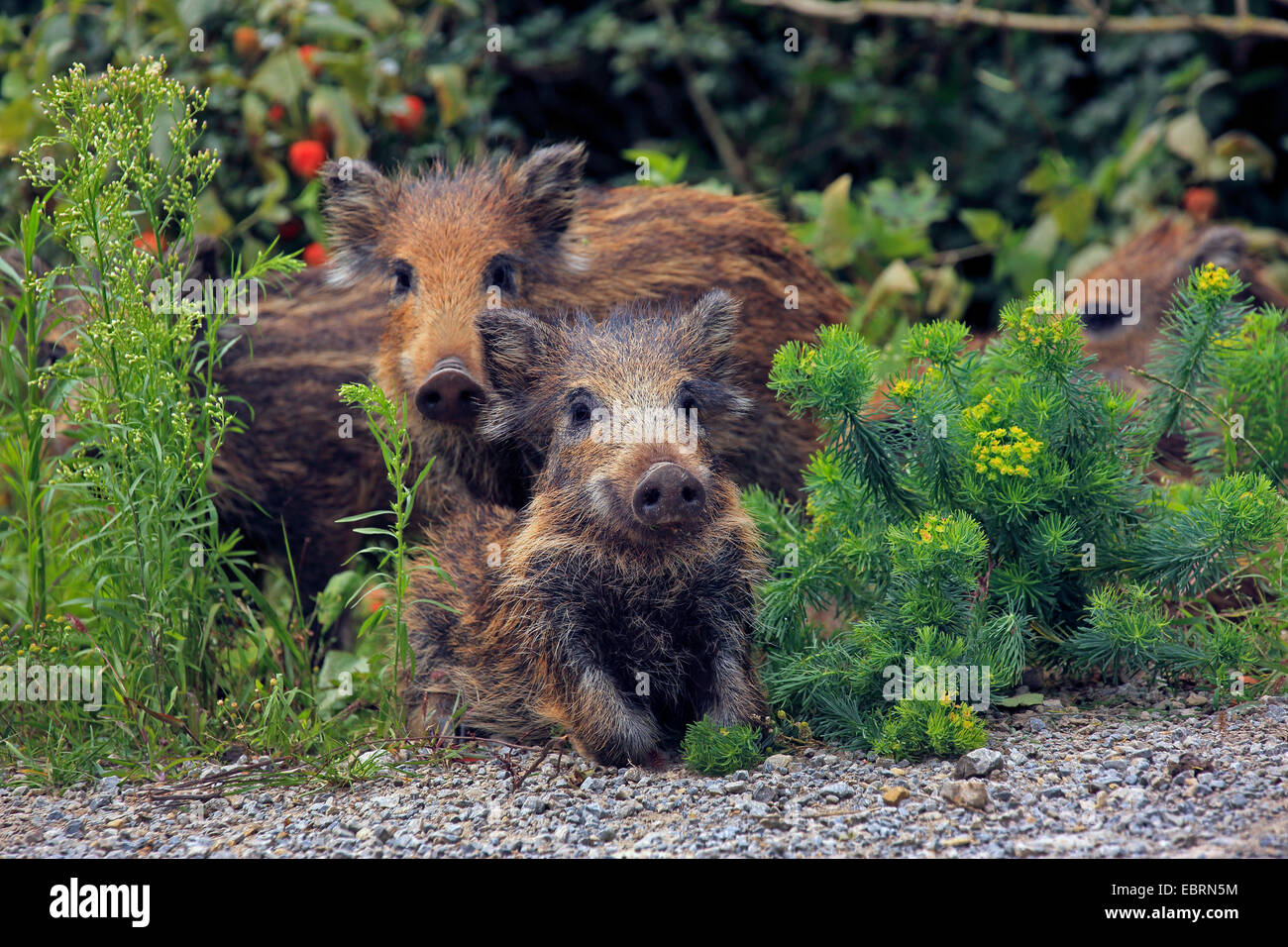 wild boar, pig, wild boar (Sus scrofa), shotes in the shrub, Germany ...