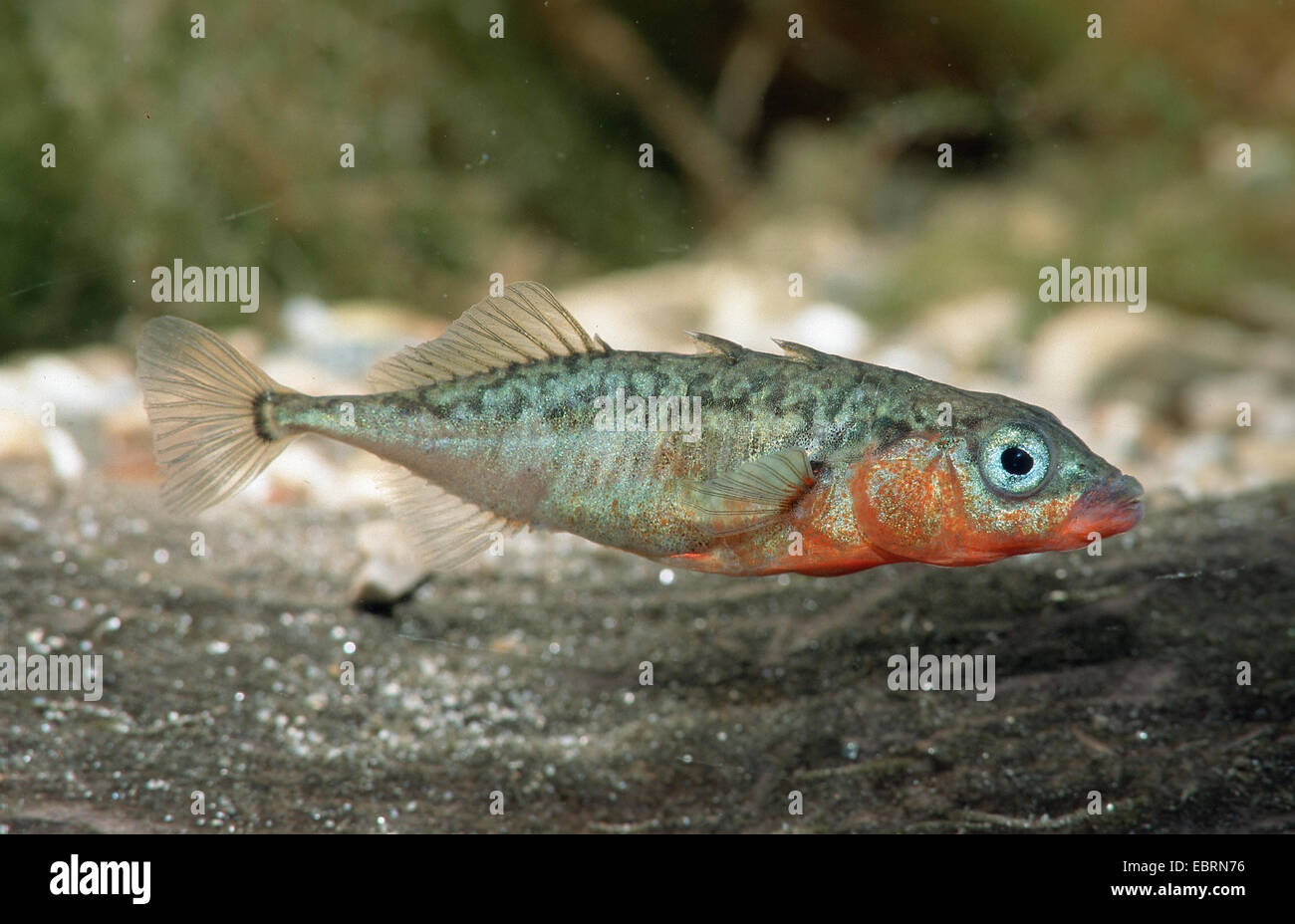 three-spined stickleback (Gasterosteus aculeatus), male, Germany Stock ...