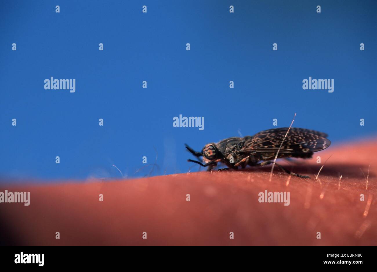 cleg-fly, cleg (Haematopota pluvialis), sucking blood from a human arm ...