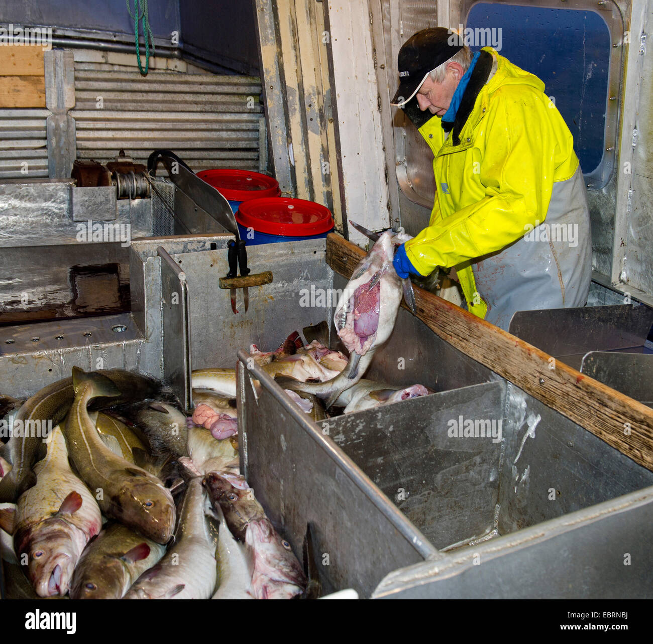 Atlantic Cod Fishing High Resolution Stock Photography and Images - Alamy