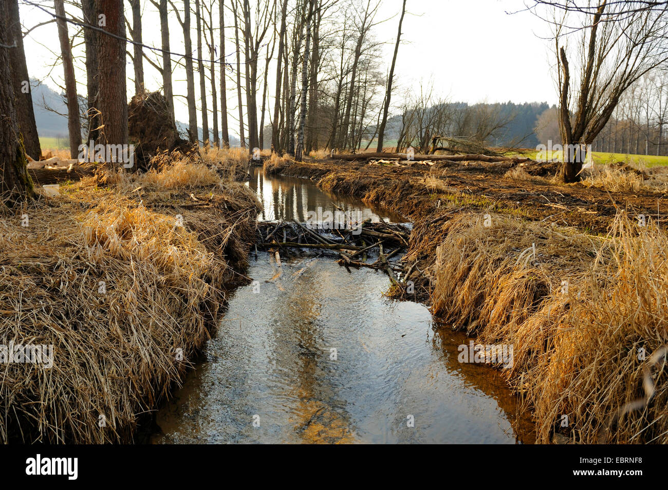 Eurasian Beaver European Beaver Castor Fiber Beaver Dam Germany