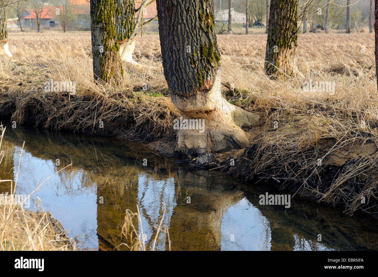 Beaver felling tree hi-res stock photography and images - Alamy