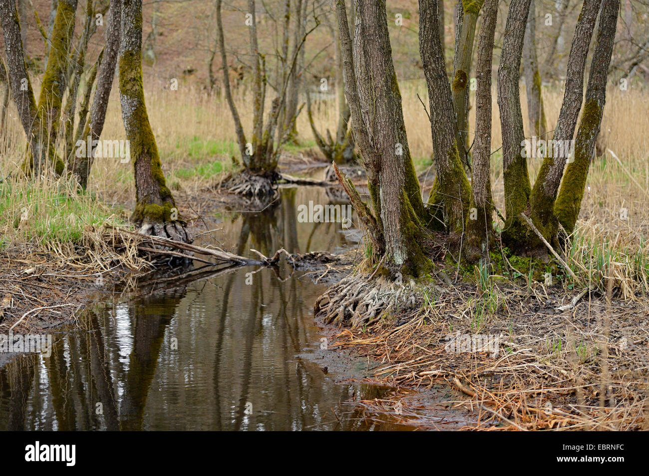 Swamps And Bogs