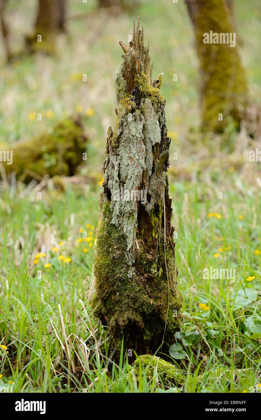 mossy tree snag in Deusmauer Moor, Germany, Bavaria, Oberpfalz Stock ...