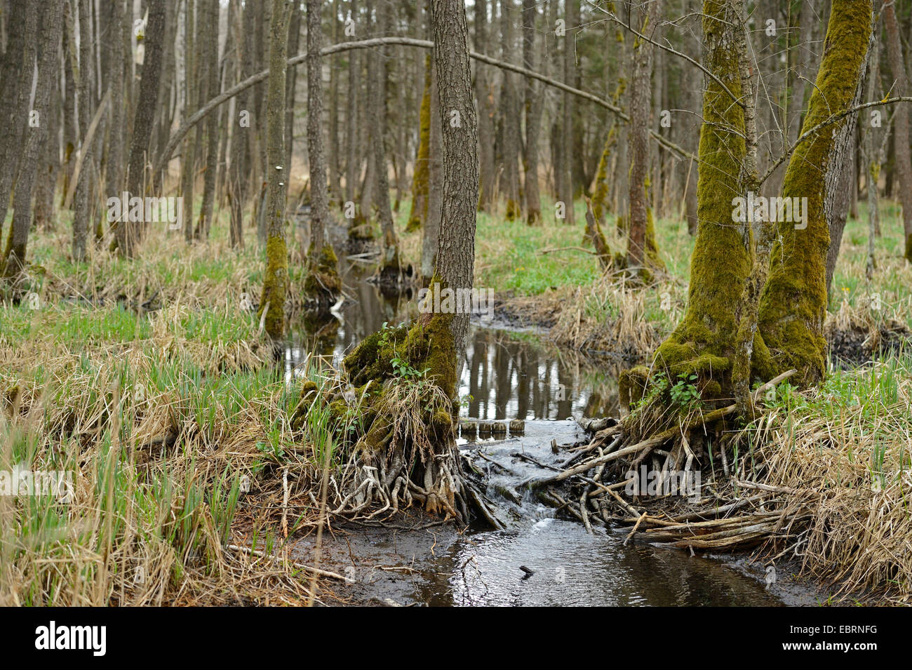 marsh in mire Deusmauer Moor, Germany, Bavaria, Oberpfalz Stock Photo ...
