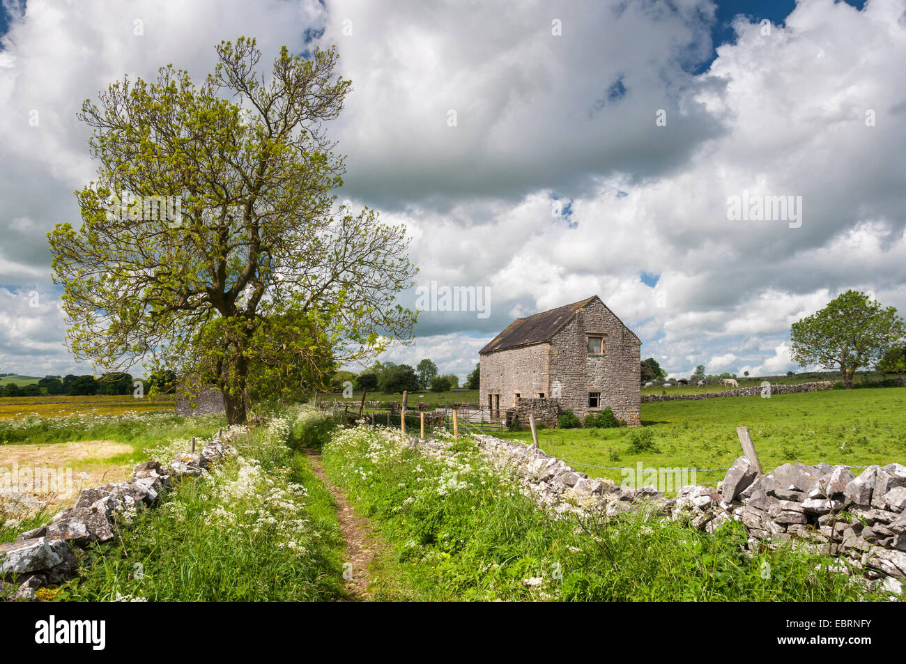 Limestone walls and stone barn near Alstonefield in the Peak District ...