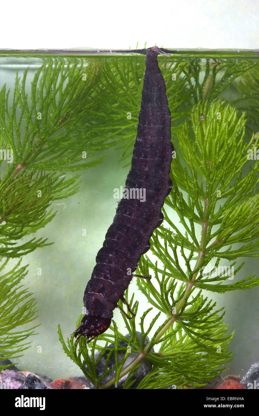 Black water beetle, Silver water beetle (Hydrous spec., Hydrophilus ...