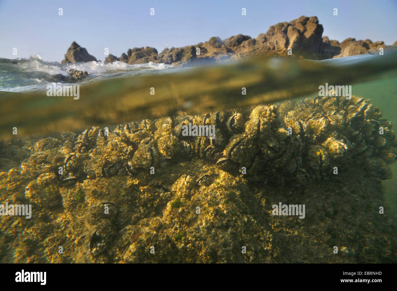 blue mussel, bay mussel, common mussel, common blue mussel (Mytilus ...