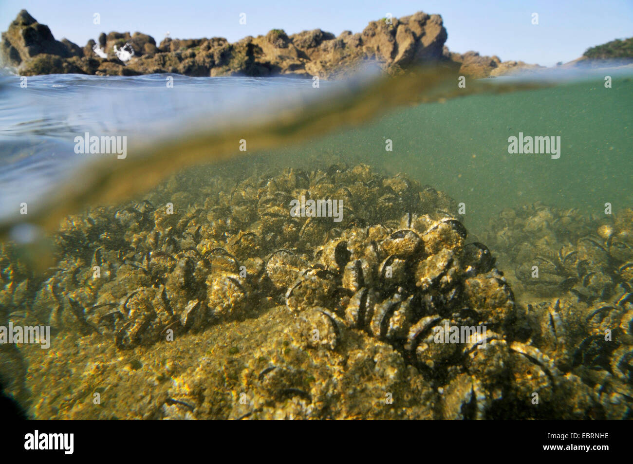 Beds of mussels in intertidal zone hi-res stock photography and images ...