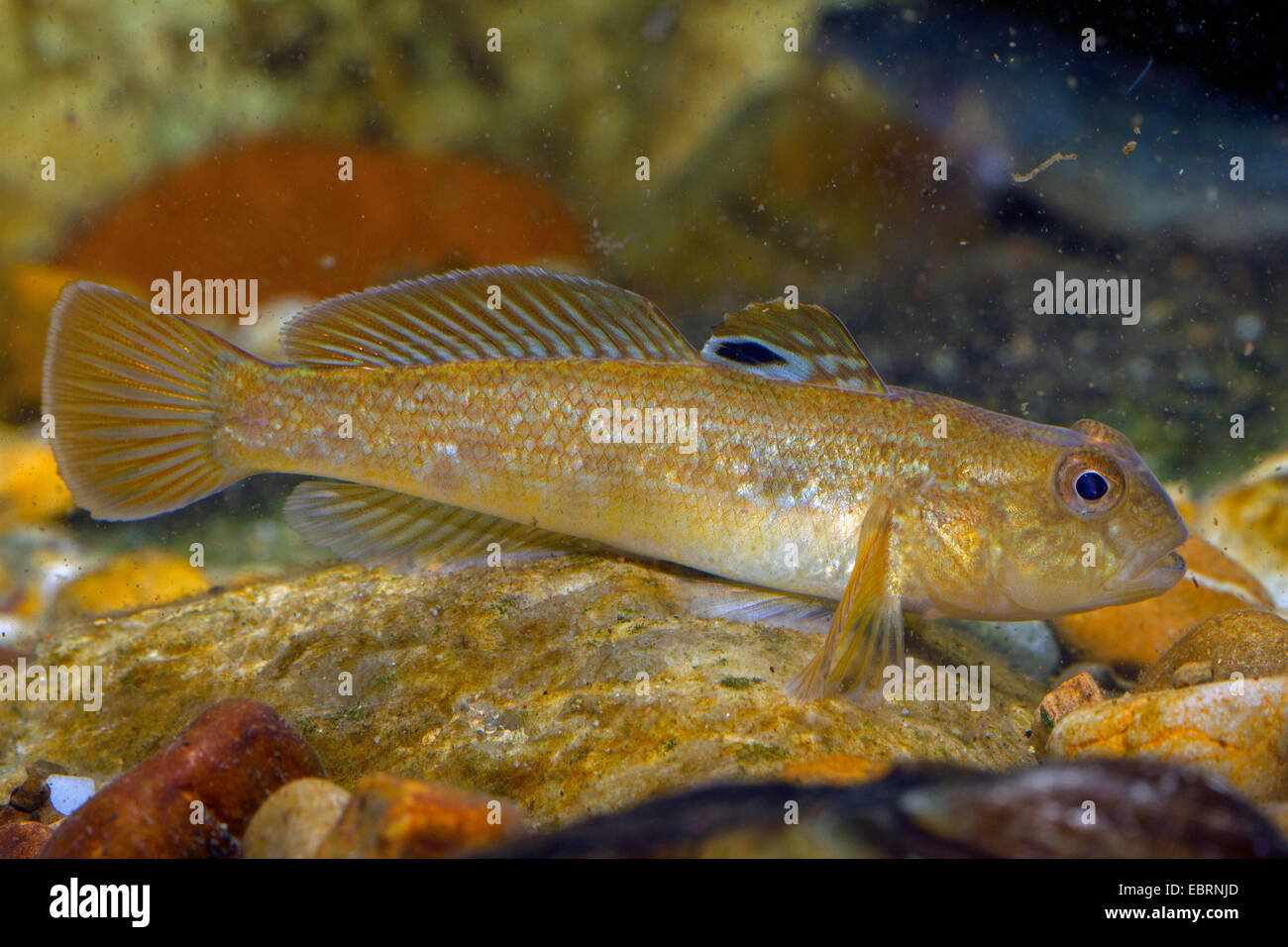 Round goby hi-res stock photography and images - Alamy