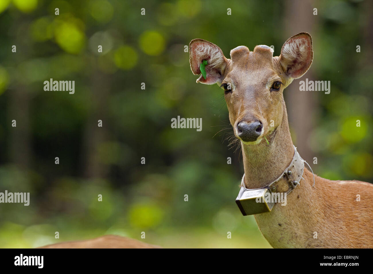 Thamin, Brow-antlered deer, Eld's deer (Panolia eldii, Rucervus eldii ...