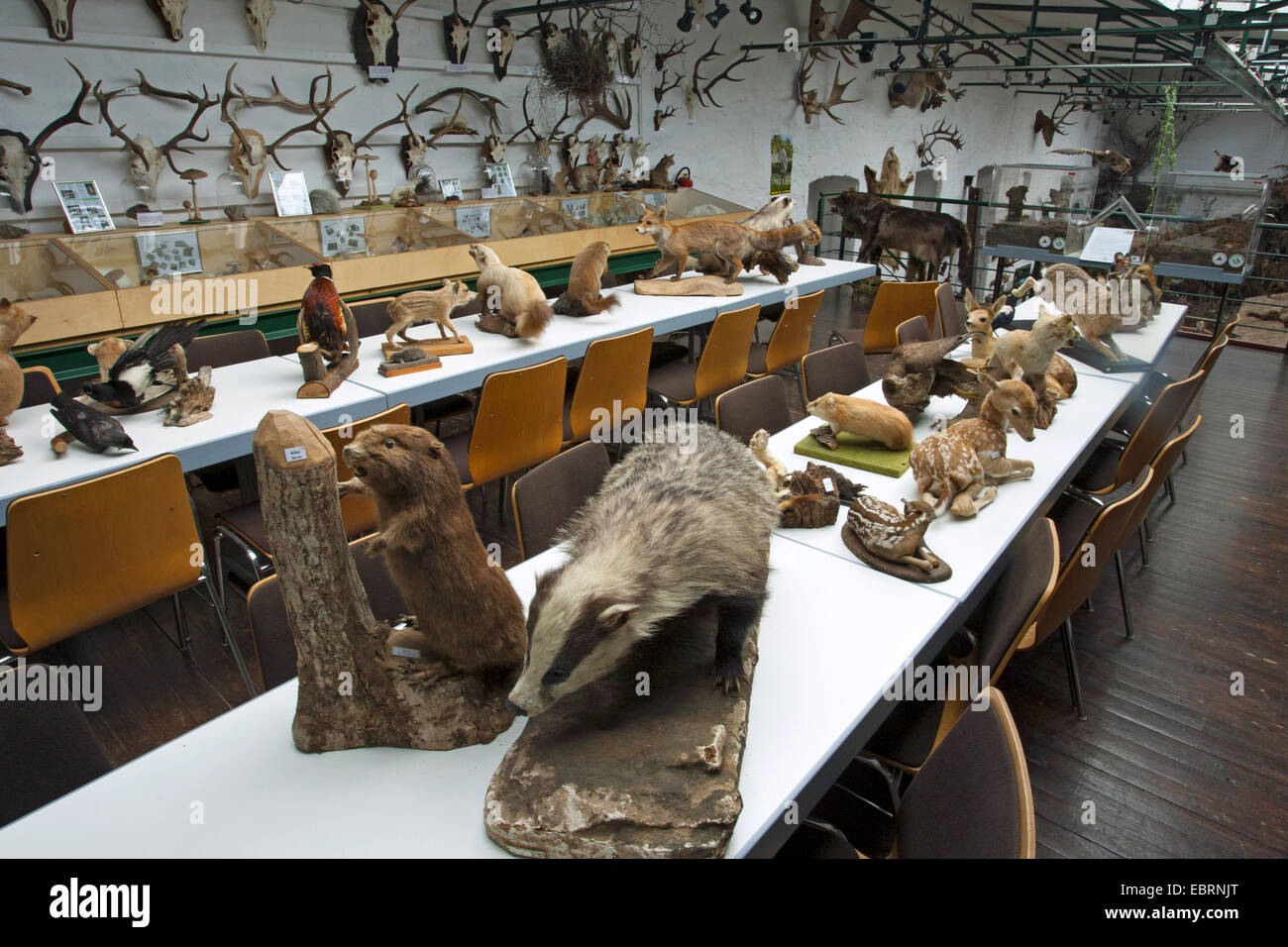 display of stuffed animals Stock Photo - Alamy