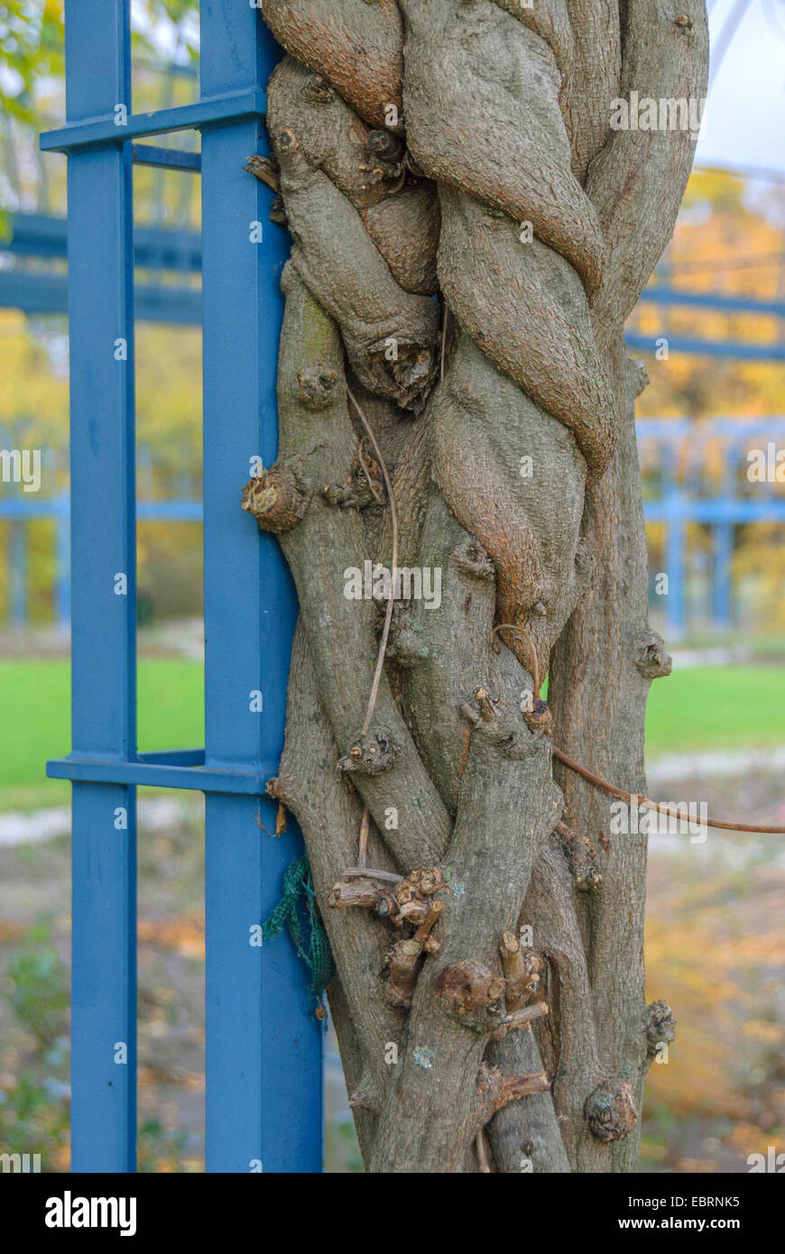 Japanese wisteria (Wisteria floribunda, Wisteria brachybotrys), trunk ...