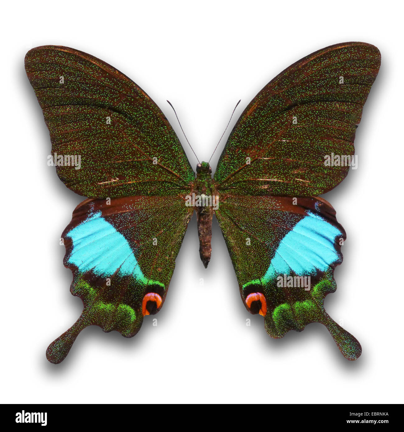 Butterfly sides angle view Cut Out Stock Images & Pictures - Alamy