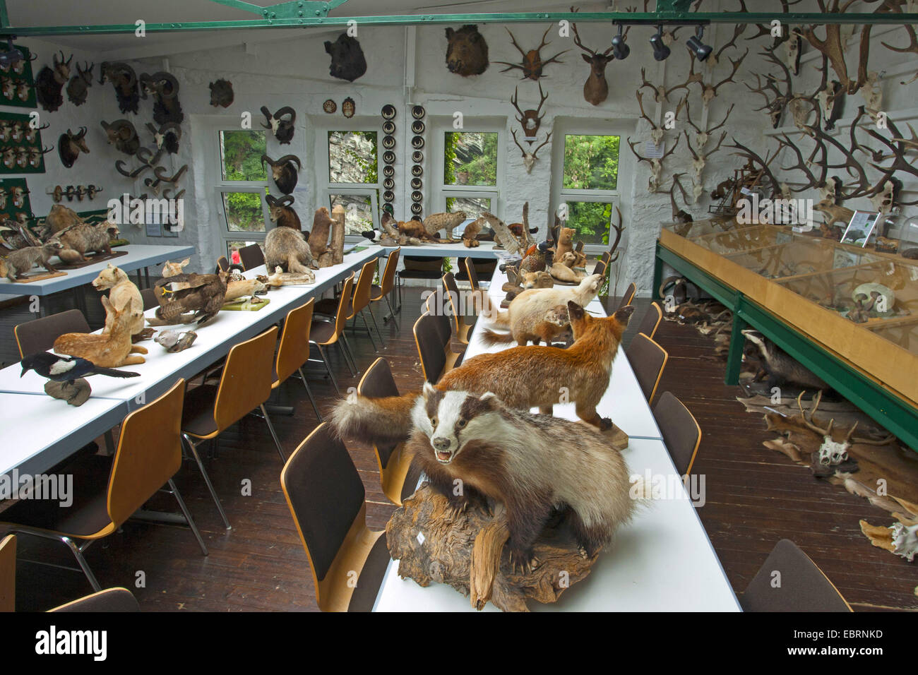 display of stuffed animals Stock Photo - Alamy