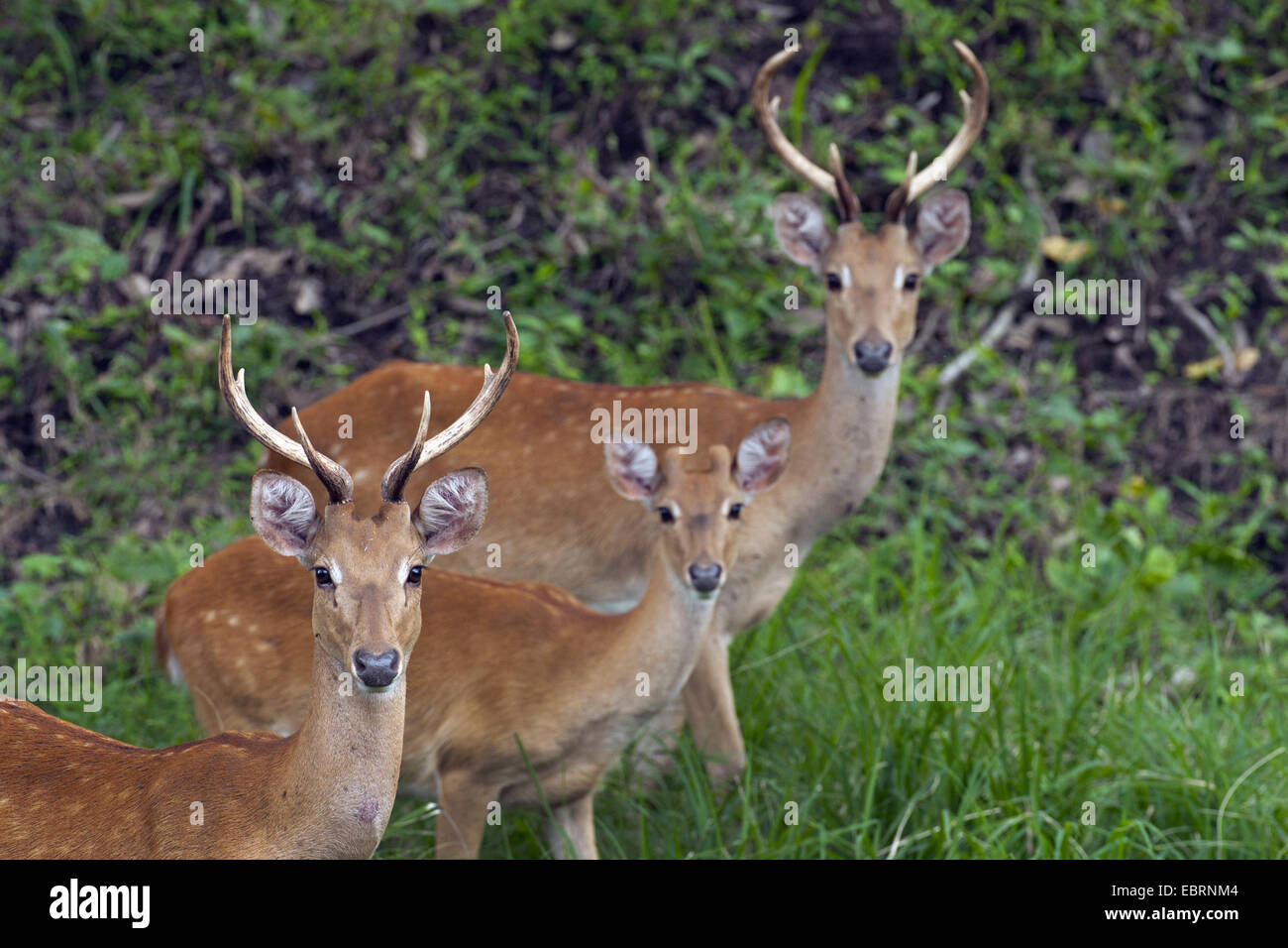 Thamin, Brow-antlered deer, Eld's deer (Panolia eldii, Rucervus eldii ...