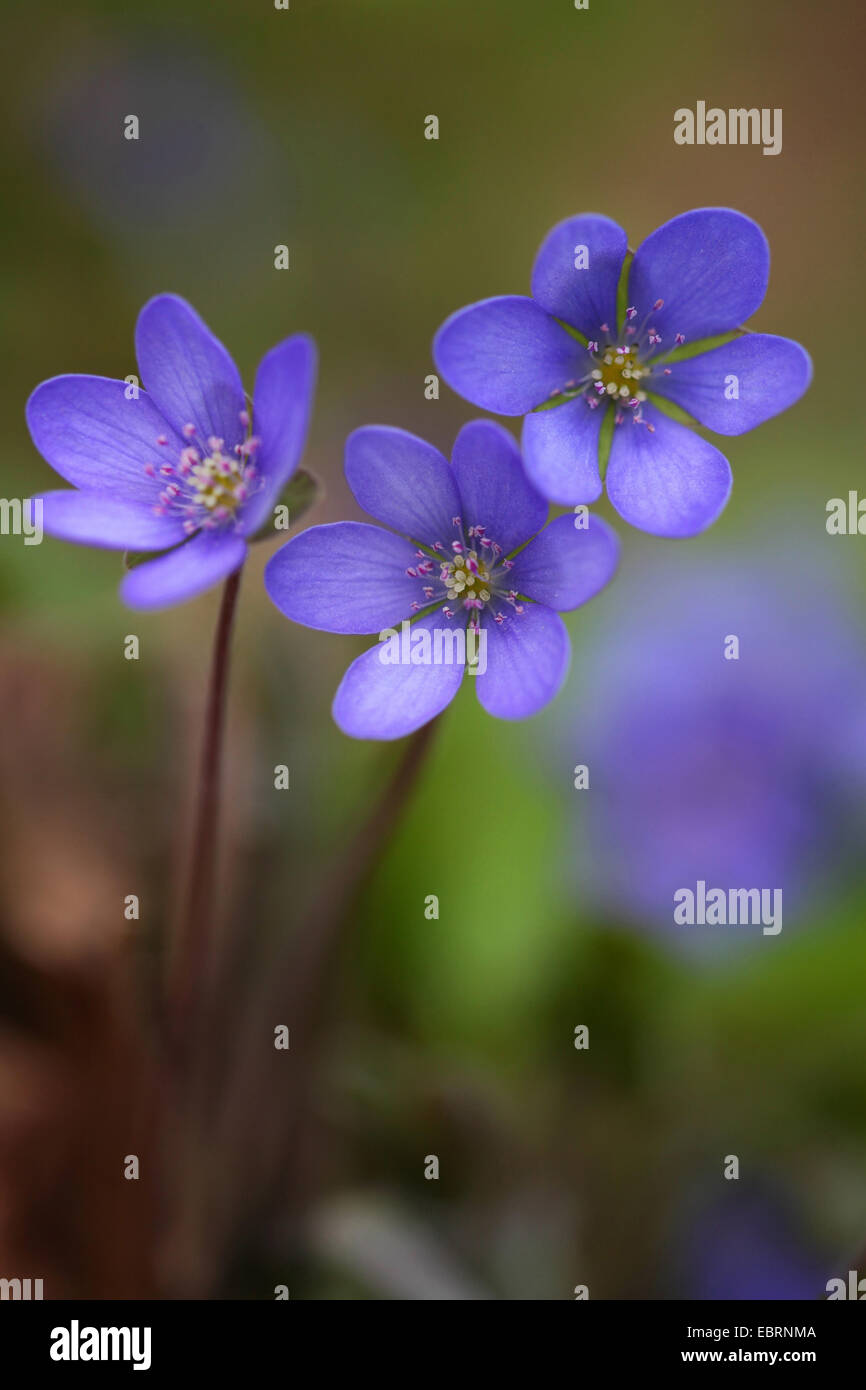 Hepatica liverleaf, American liverwort (Hepatica nobilis, Anemone ...