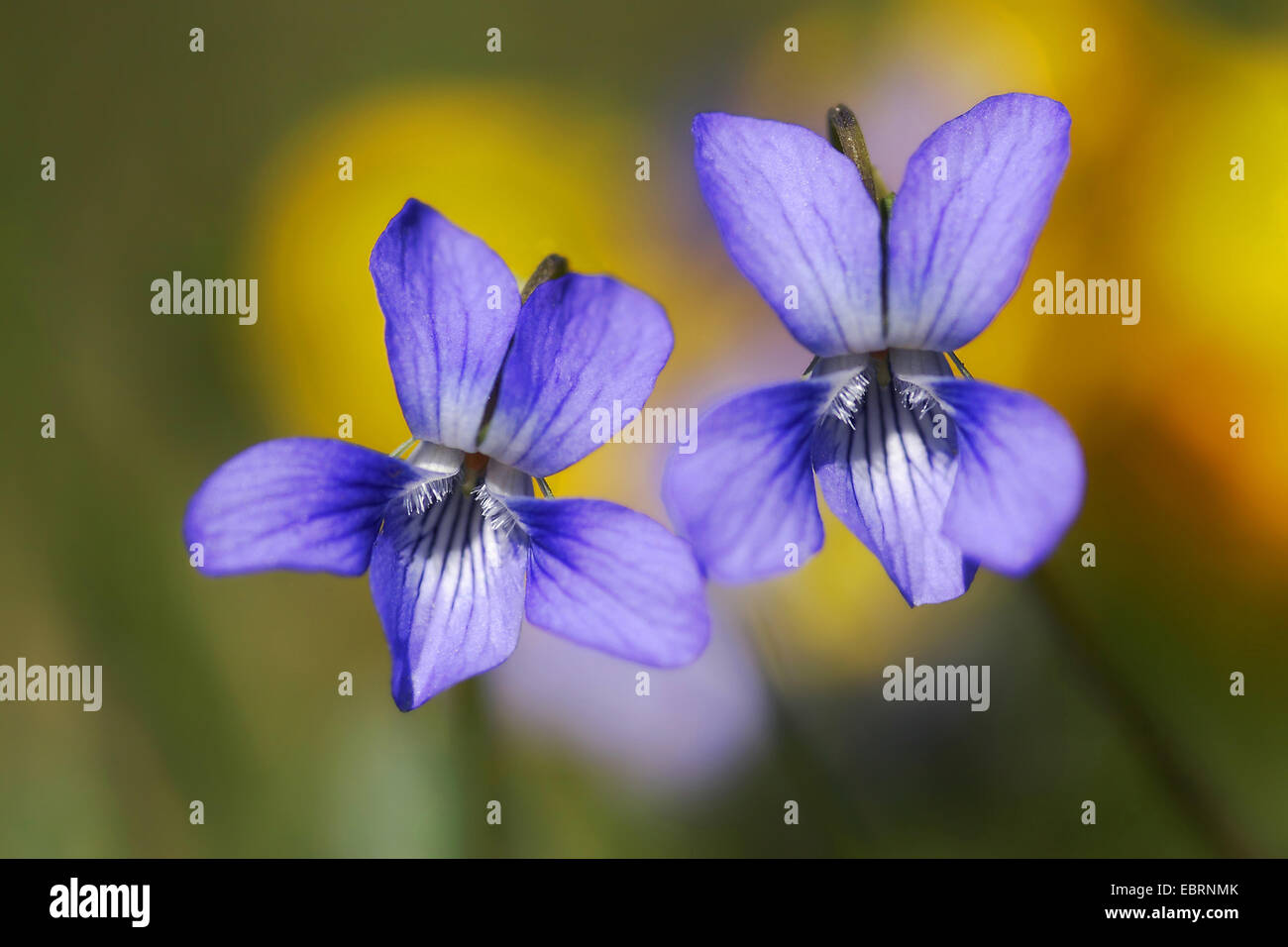 English violet, sweet violet (Viola odorata), two flowers, Germany ...