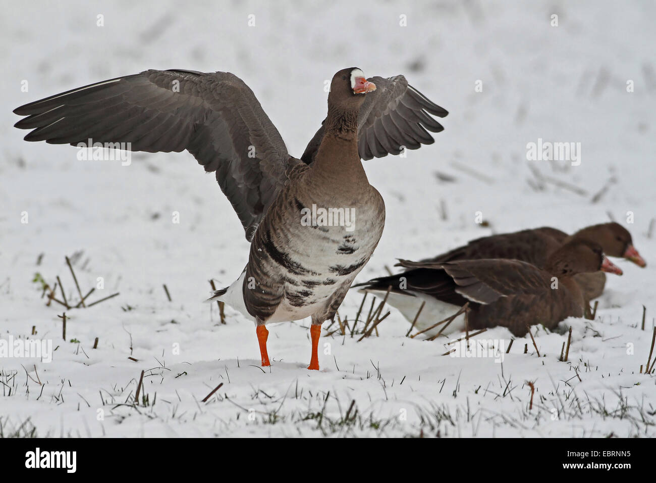 Goose with wings outstretched hi-res stock photography and images - Alamy