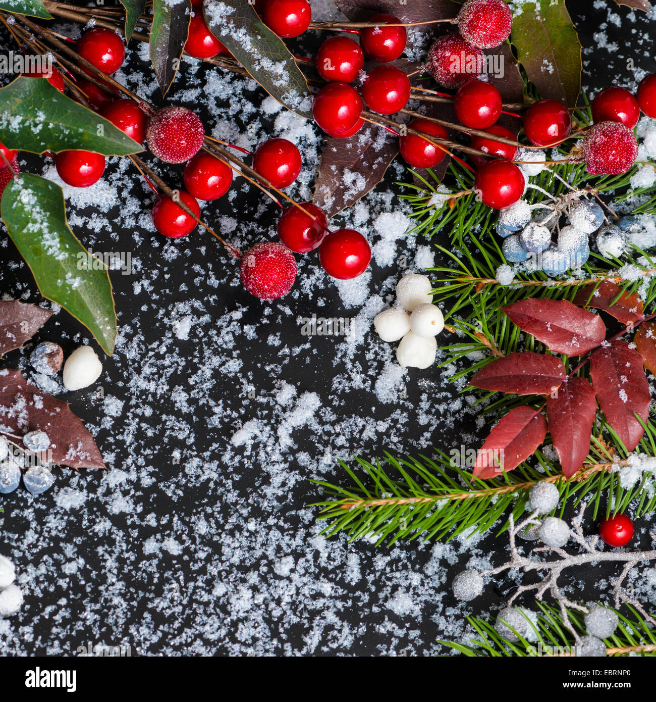 winter concept of evergreen branches, red leaves and berry with snow ...