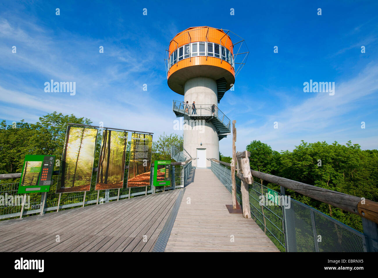Canopy walkway with viewing tower, Germany, Hainich National Park Stock ...