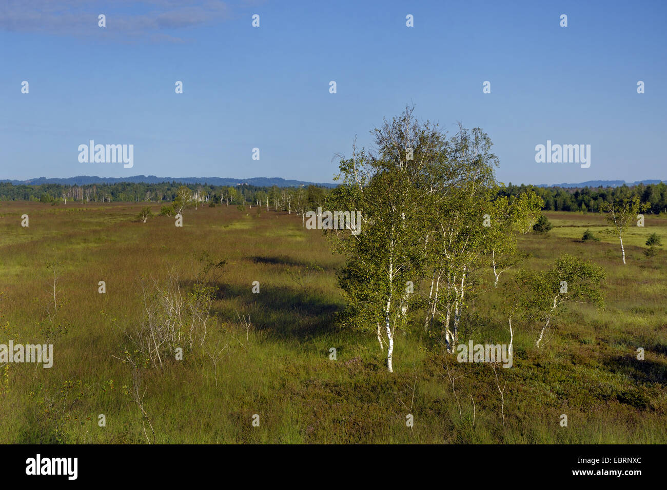 moor landscape with beeches at nature reserve Kendlmuehlfilzen in the ...