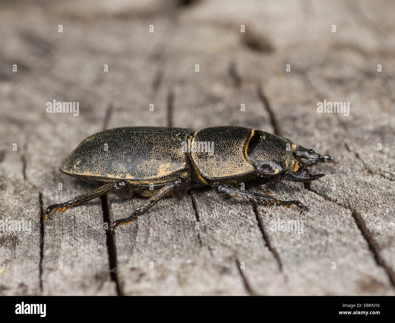 Lesser stag beetle (Dorcus parallelipipedus), on the bark, Germany ...