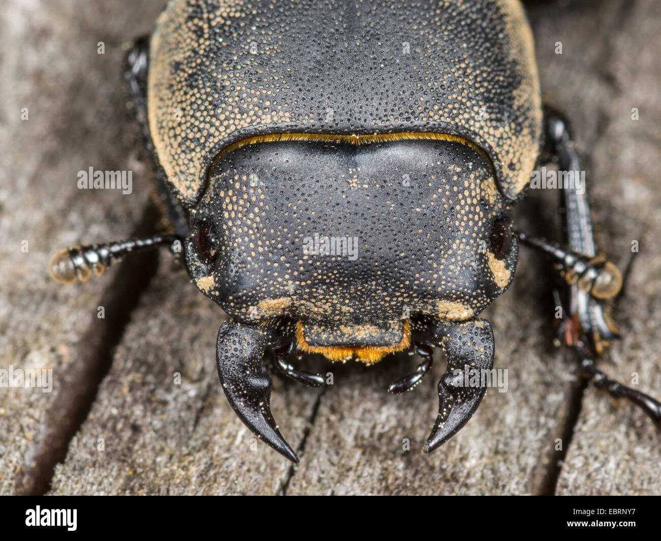 Lesser stag beetle (Dorcus parallelipipedus), on bark, portrait ...