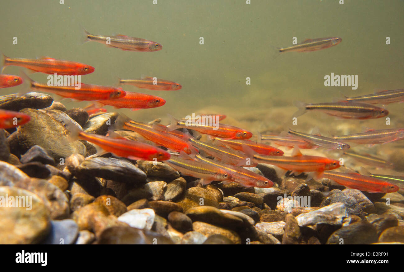Tennessee Shiner and Warpaint shiner (Notropis leuciodus und Luxilus ...