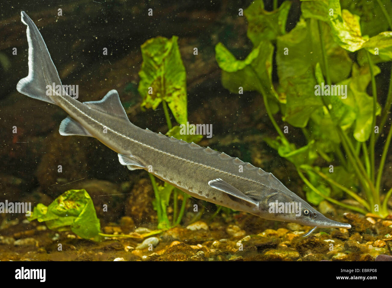 sterlet, Siberian sterlet (Acipenser ruthenus), in front of pond-lilies ...